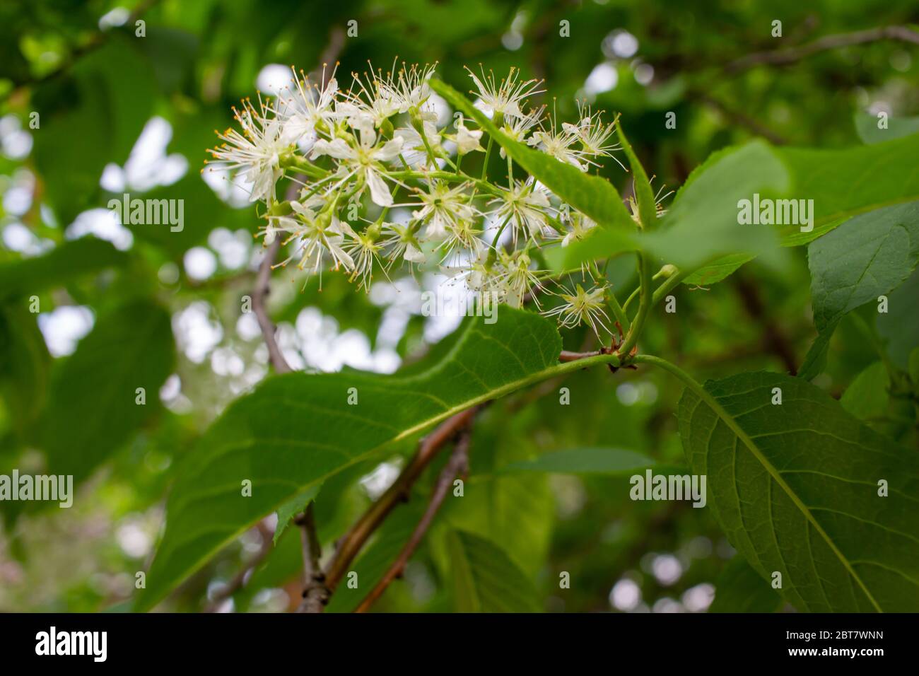 Amur cherry tree blossom hi-res stock photography and images - Alamy