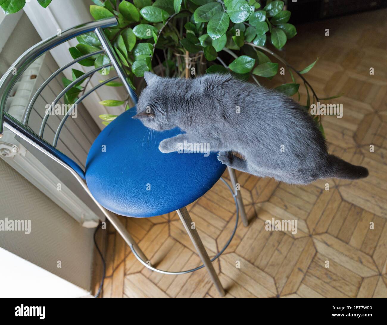 Cat stool bar hi-res stock photography and images - Alamy