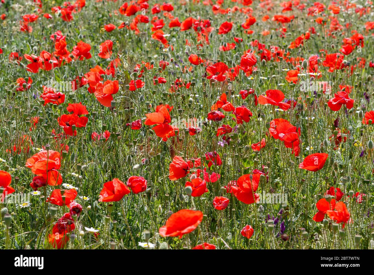 Field poppy flowers close hi-res stock photography and images - Alamy