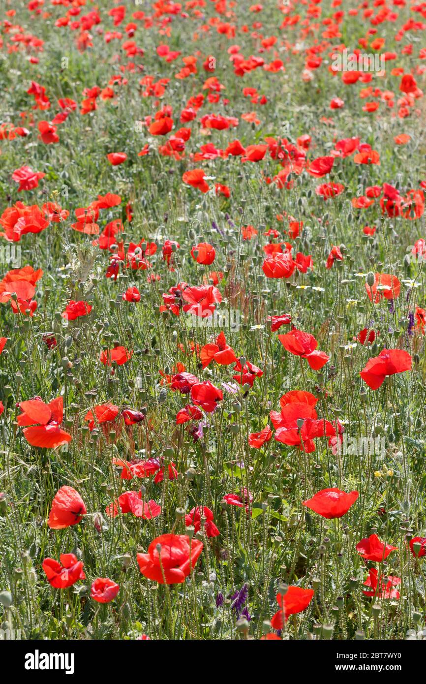 Field poppy flowers close hi-res stock photography and images - Alamy