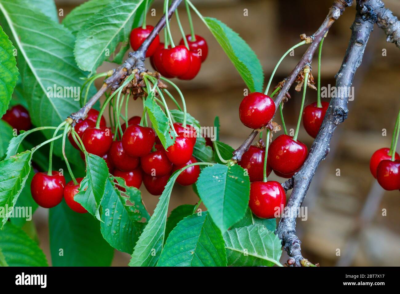Small cherry tree fruit hi-res stock photography and images - Alamy