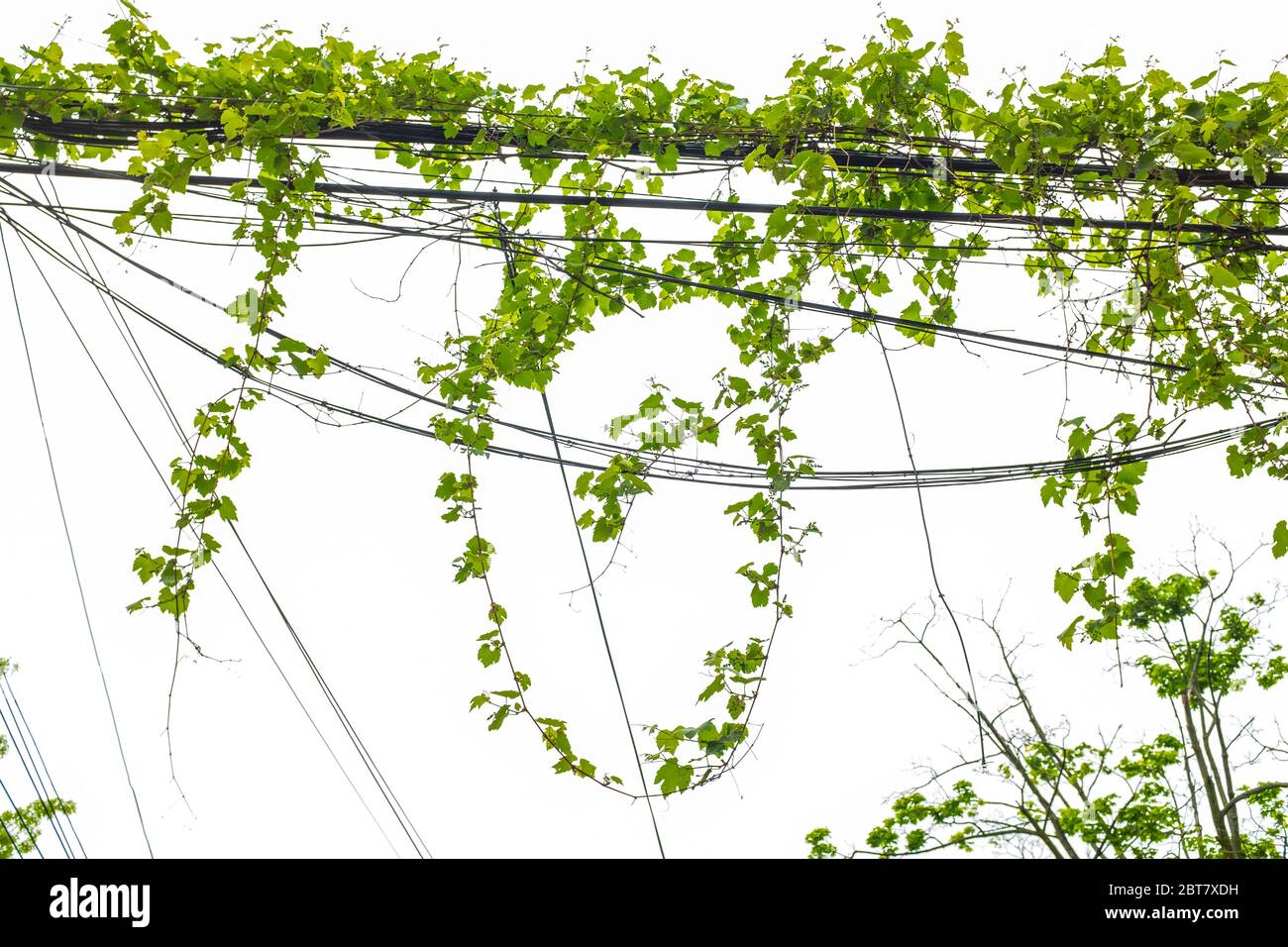 Creepers in the cables Stock Photo - Alamy