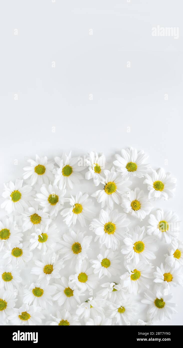 Floral background. Flat lay spring and summer daisy flowers with copy ...