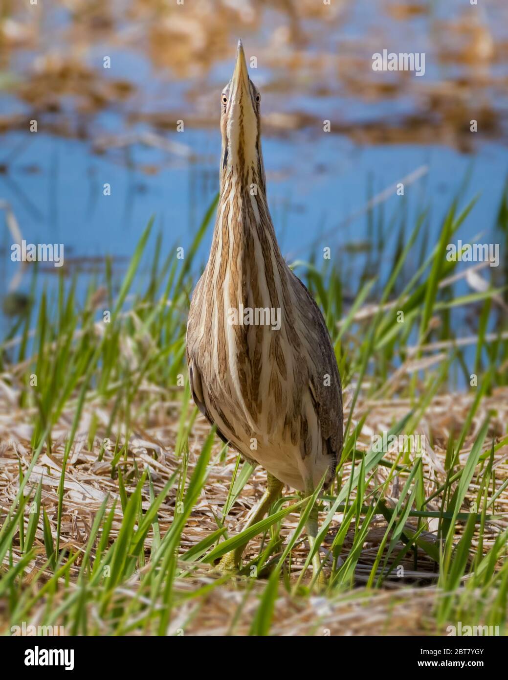 American bittern in habitat hi-res stock photography and images - Alamy