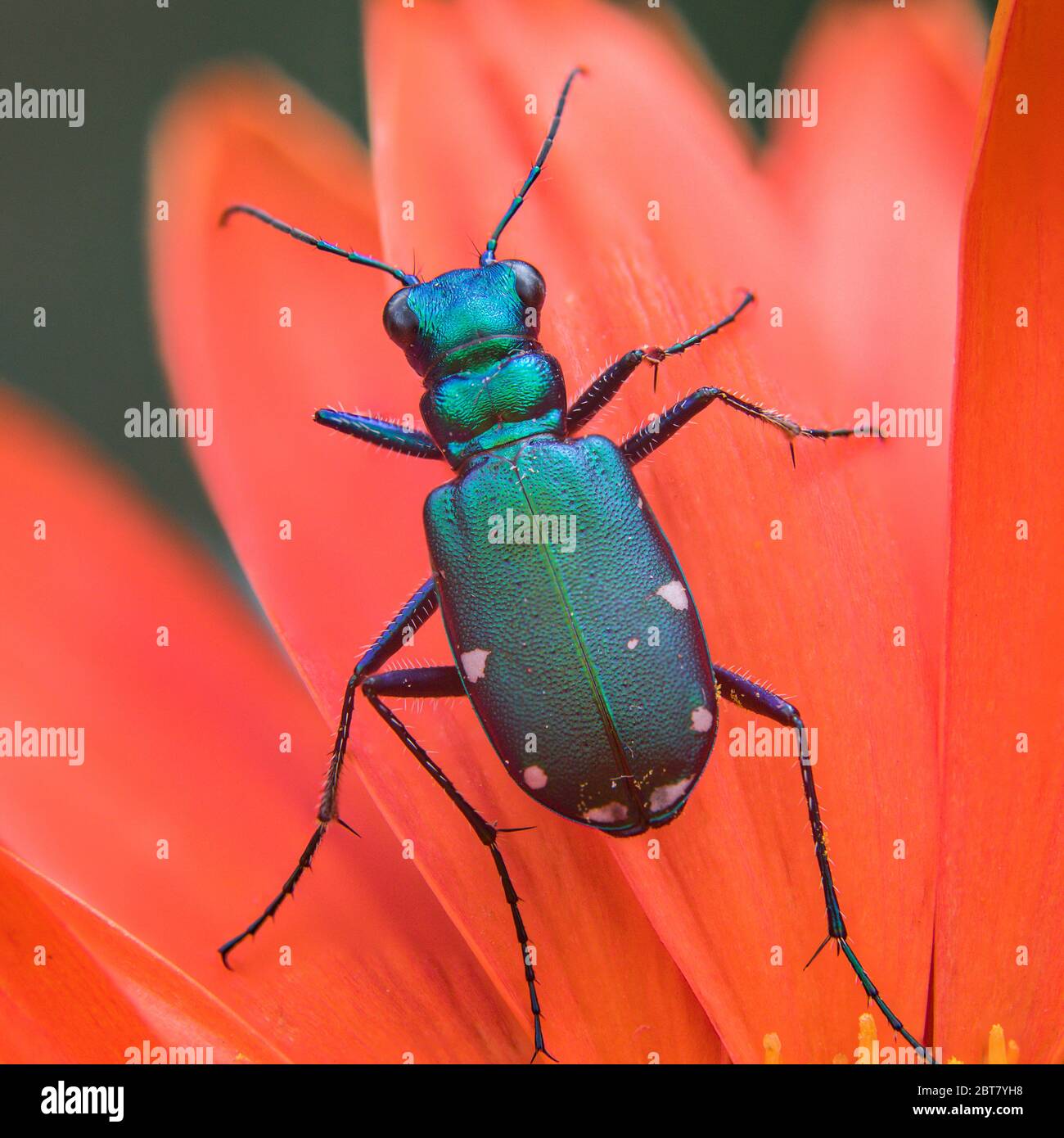 Six spotted beetle hi-res stock photography and images - Alamy