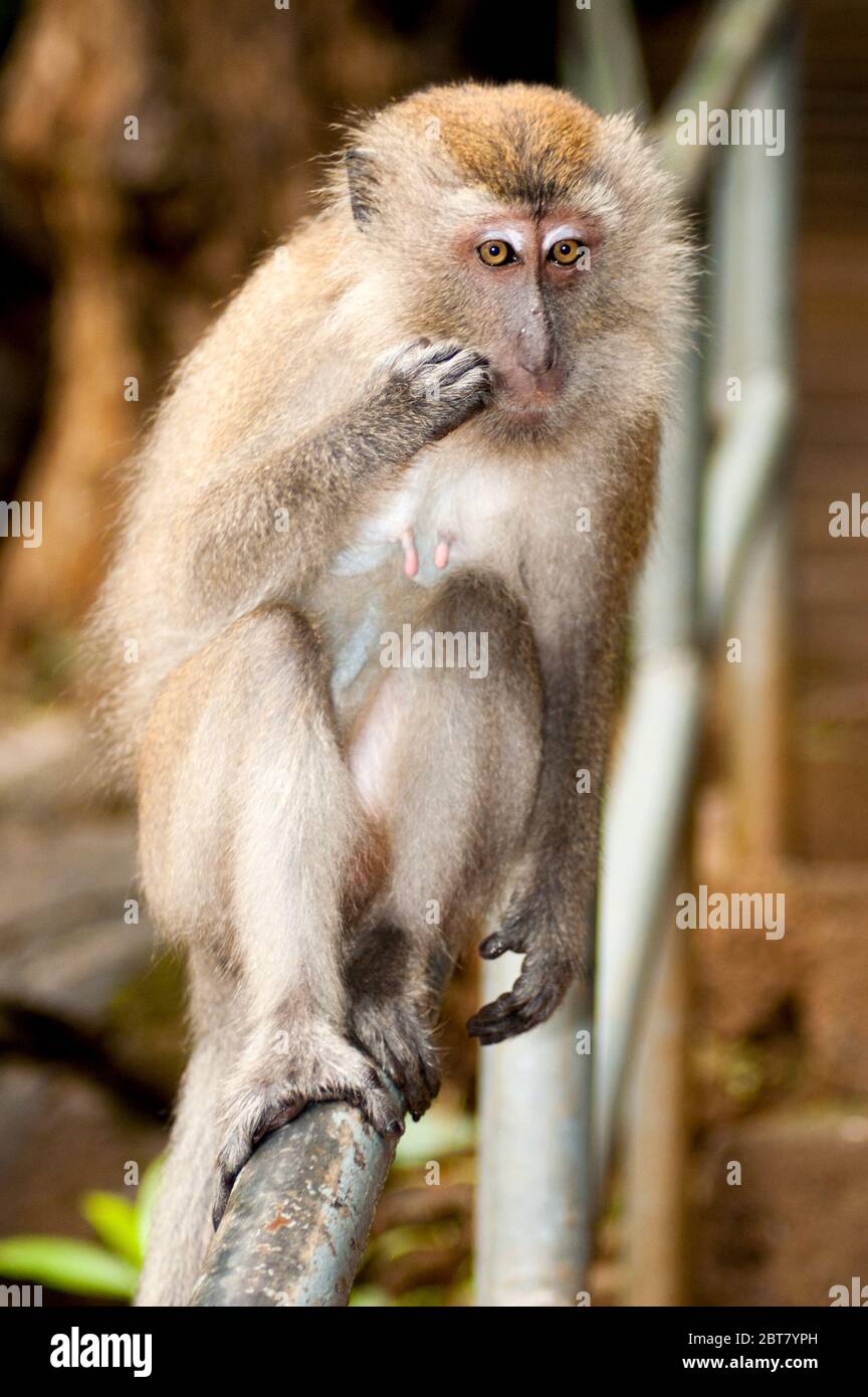 Malaysian monkey hi-res stock photography and images - Alamy