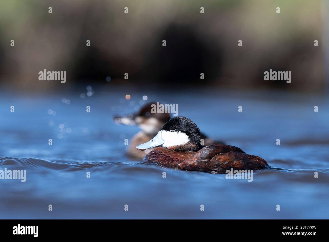 Ruddy ducks on a Minnesota Wetland in the spring Stock Photo - Alamy
