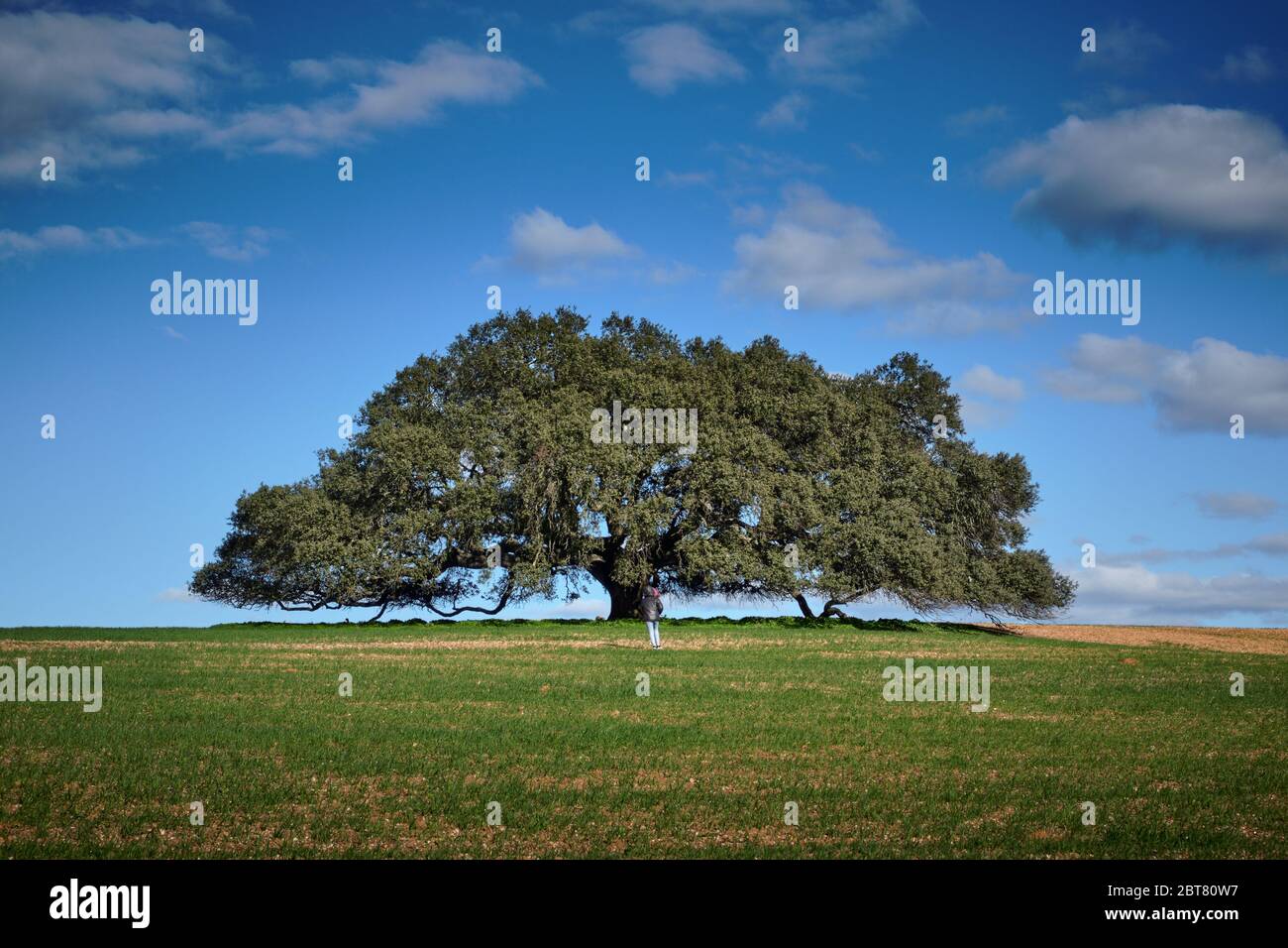 Holm oak tree hi-res stock photography and images - Alamy