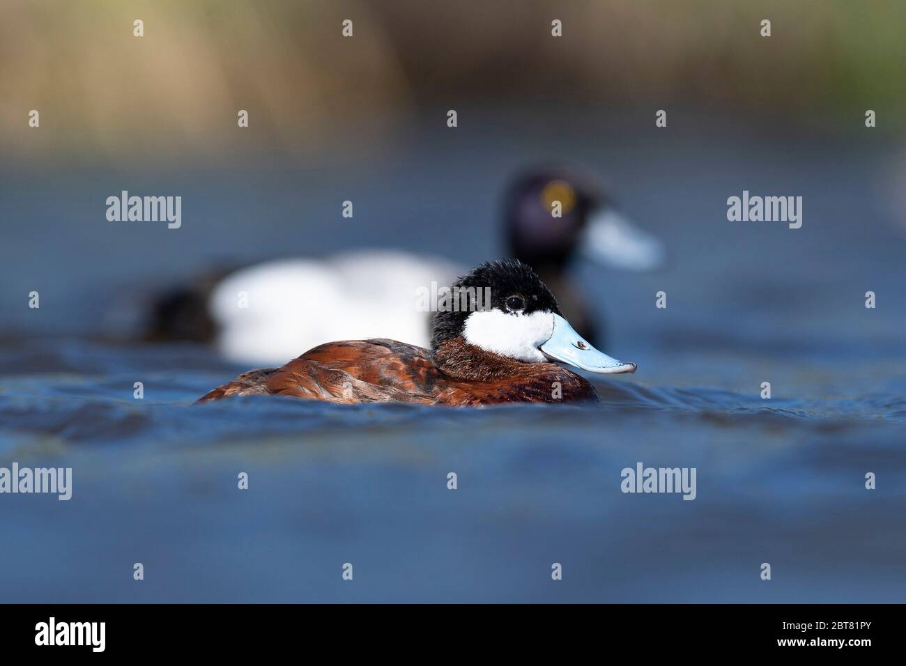Ruddy Ducks in the spring on a wetland in Minnesota Stock Photo - Alamy