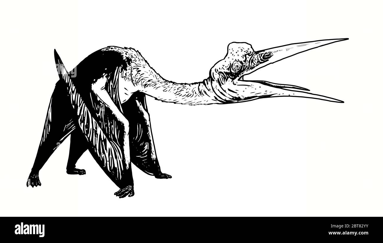 Quetzalcoatlus drawing Cut Out Stock Images & Pictures - Alamy