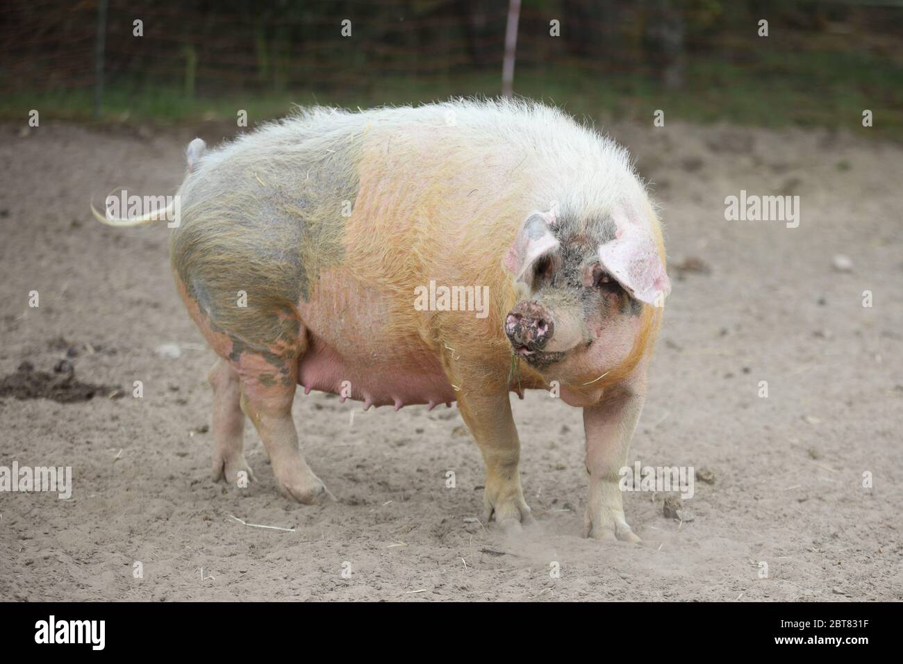 big pink pig Stock Photo - Alamy