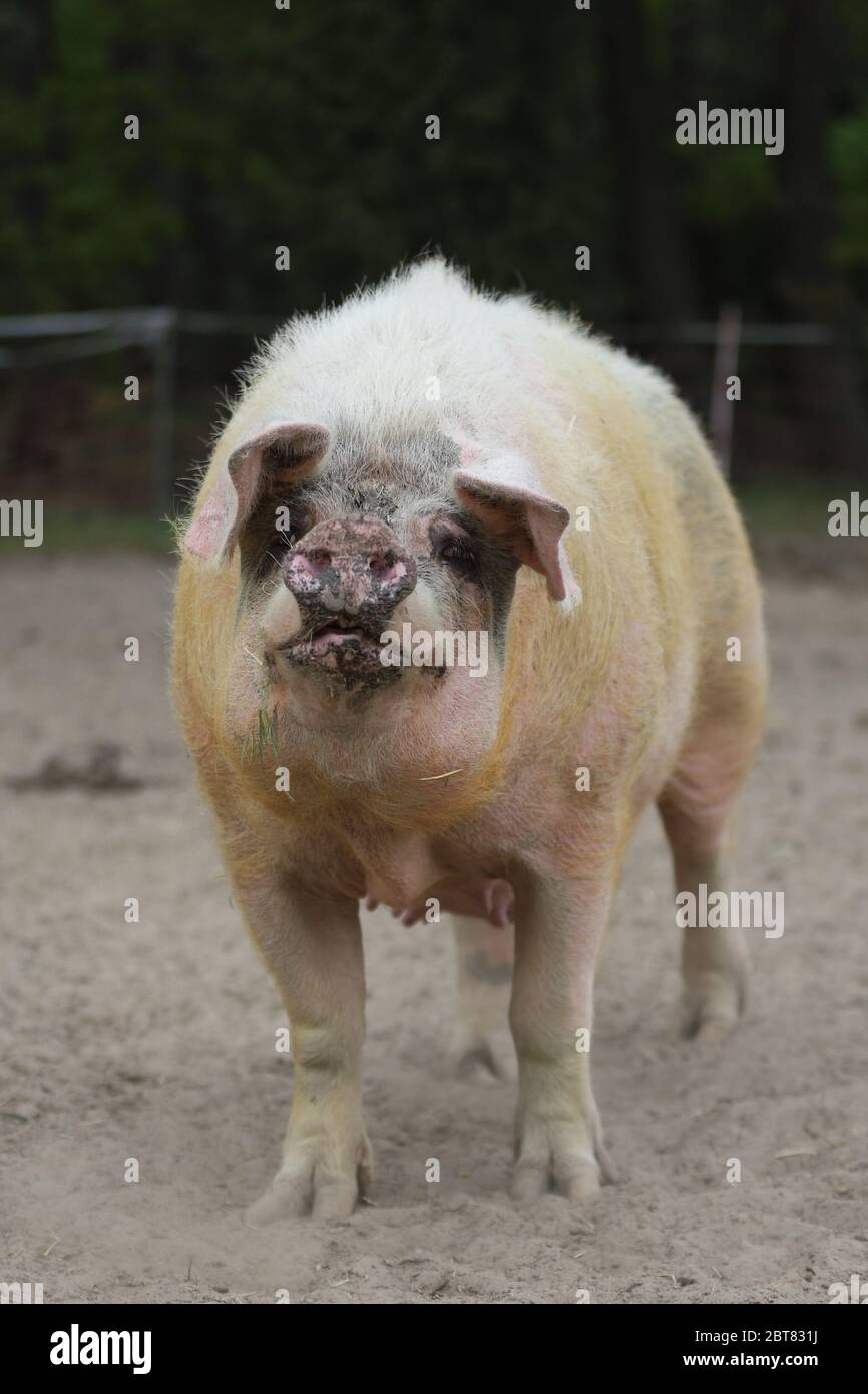 big pink pig Stock Photo - Alamy