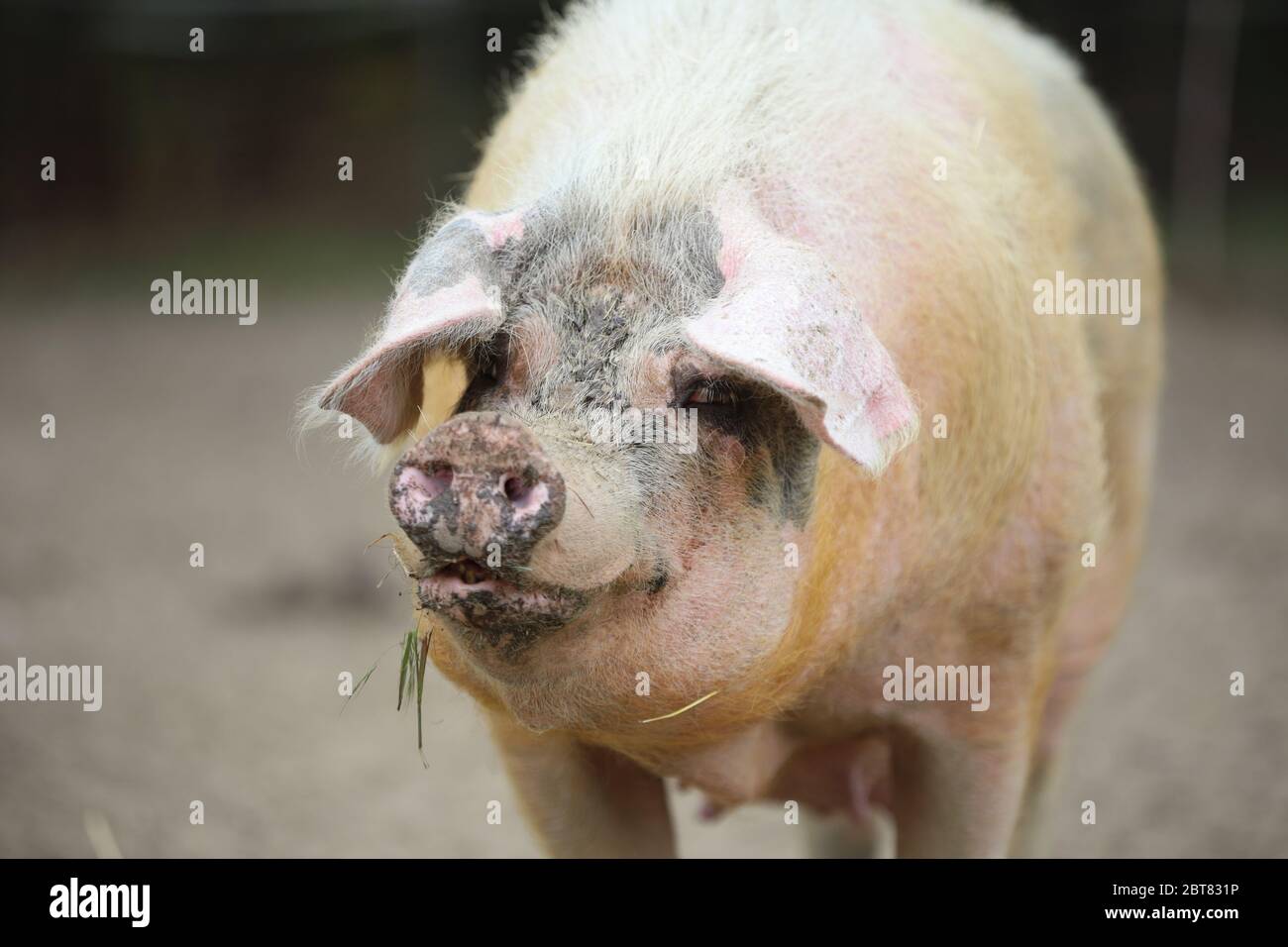 big pink pig Stock Photo - Alamy