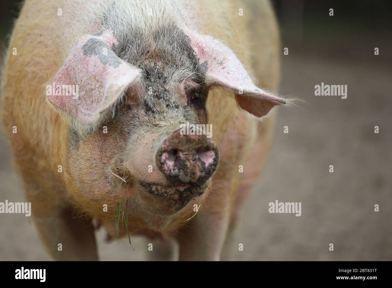big pink pig Stock Photo - Alamy