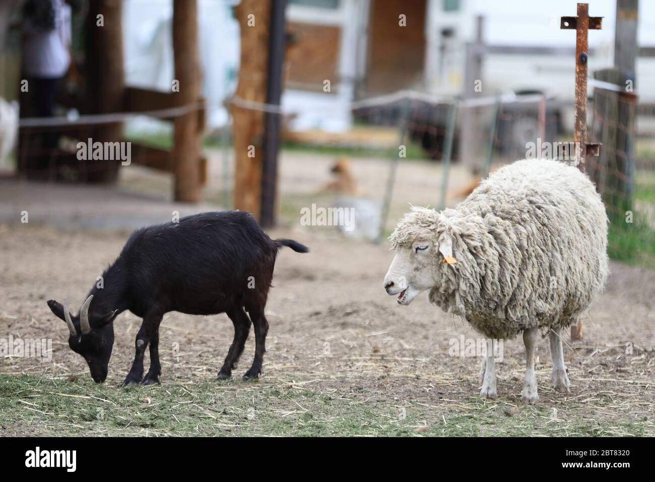 goat and sheep Stock Photo - Alamy