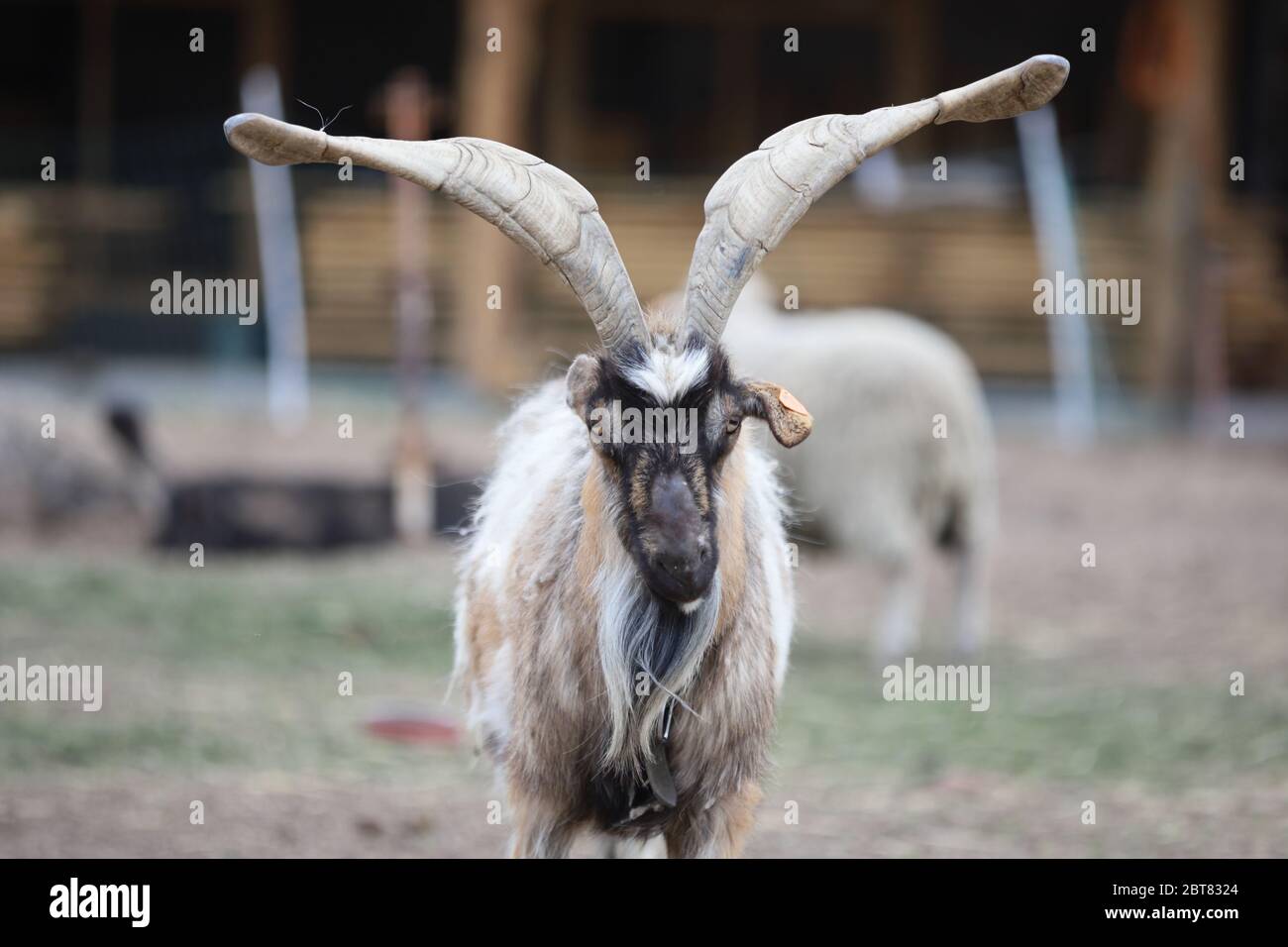 goat with big horns Stock Photo - Alamy