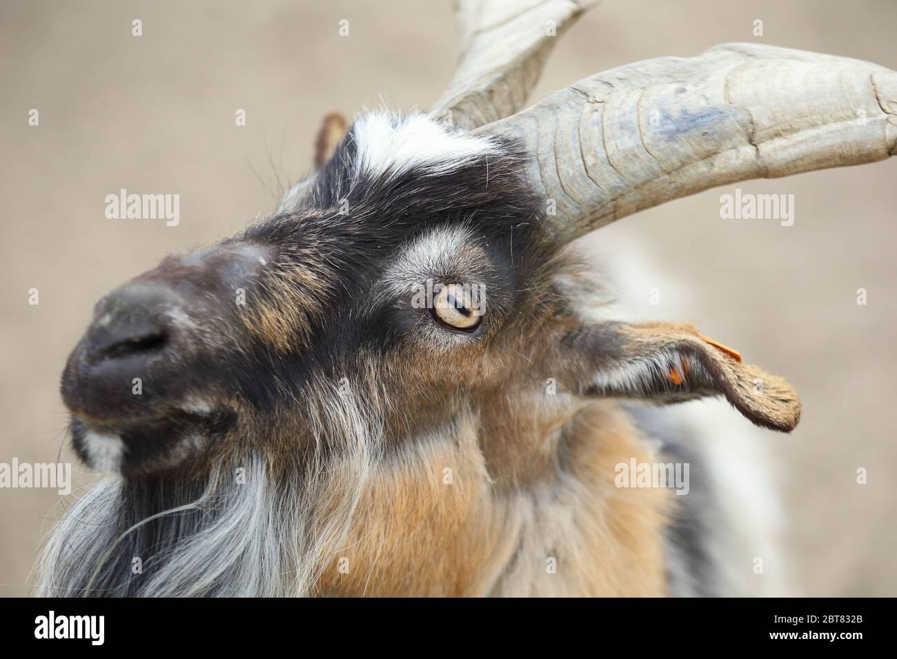 goat with big horns Stock Photo - Alamy