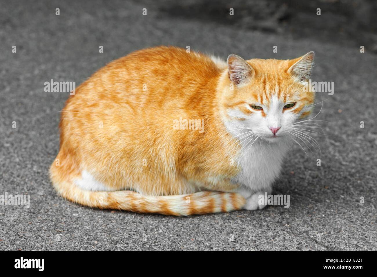 Ginger tomcat mammal hi-res stock photography and images - Alamy