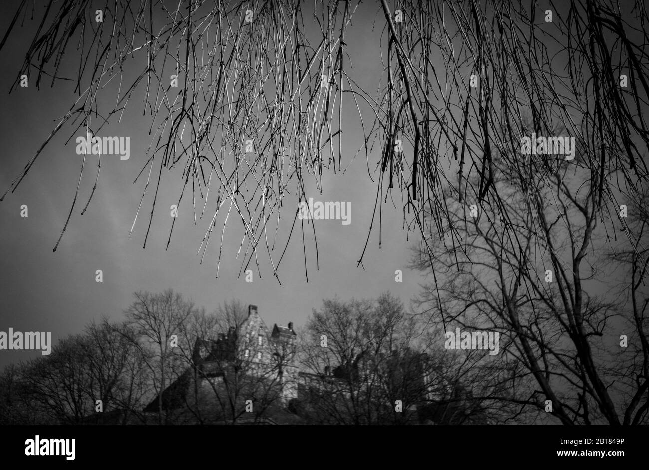 Skeleton of weeping willow tree in grounds of St Cuthbert's churchyard ...