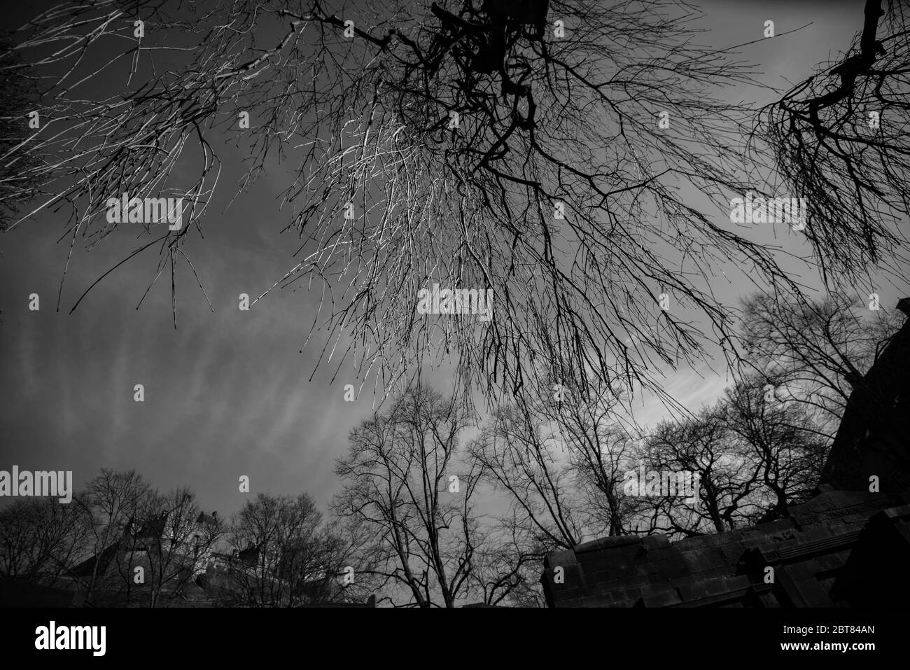 Skeleton of weeping willow tree in grounds of St Cuthbert's churchyard ...