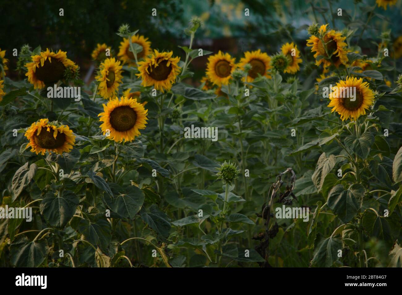 Sunflower tall single hi-res stock photography and images - Alamy