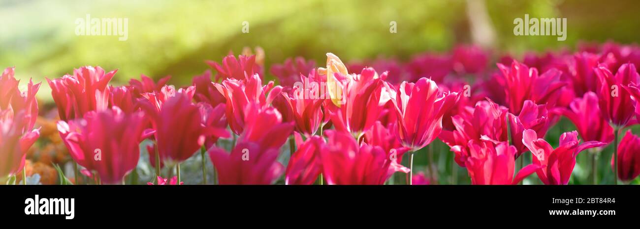 Close-up of fields with blooming red tulips in sunbeams in spring ...