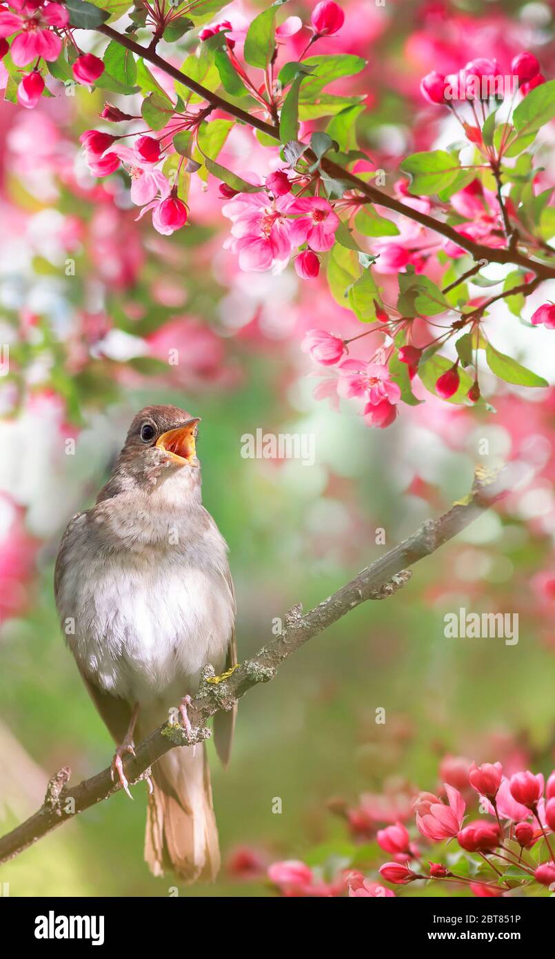 Nightingale bird hi-res stock photography and images - Alamy