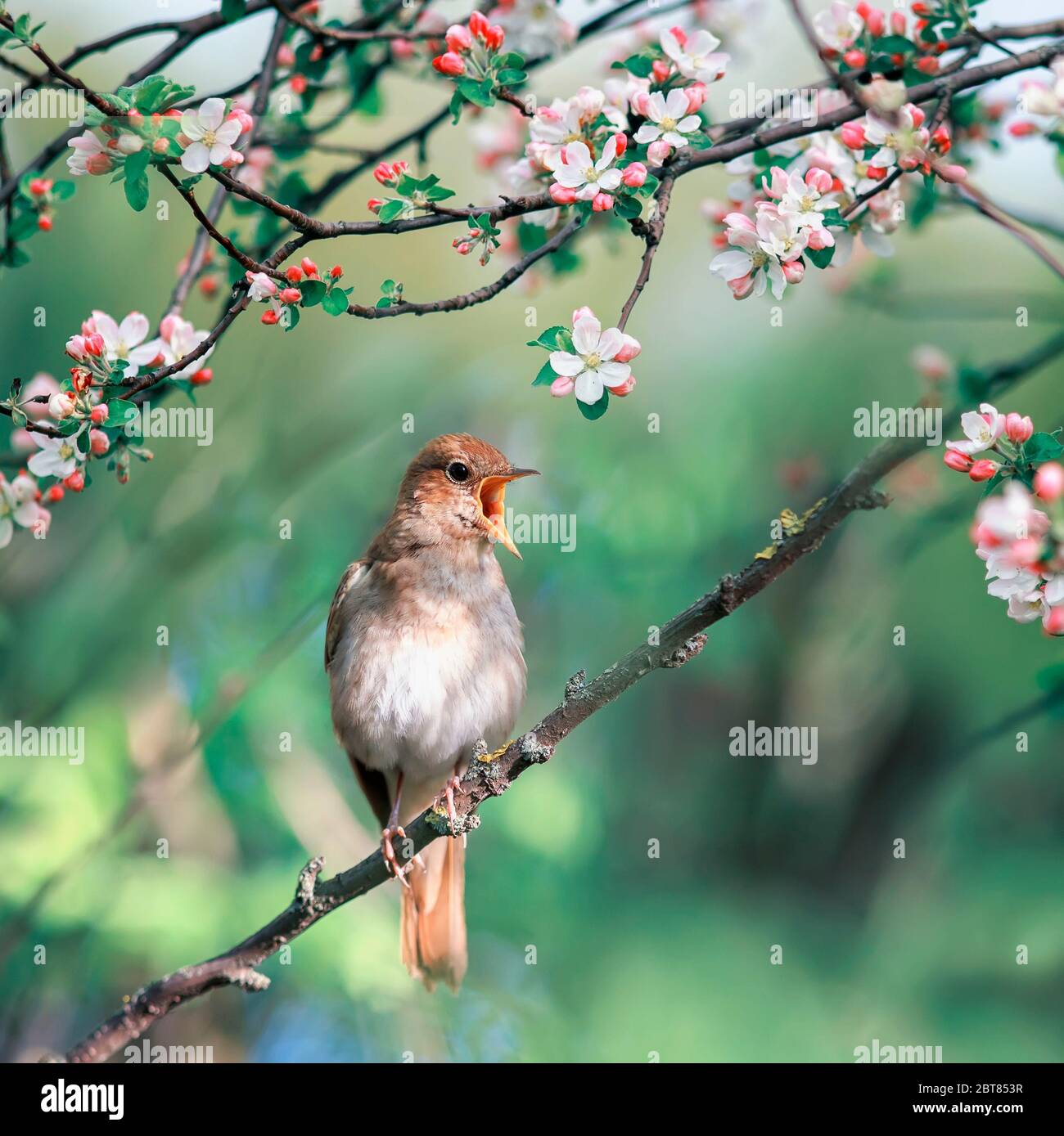 Nightingale bird hi-res stock photography and images - Alamy