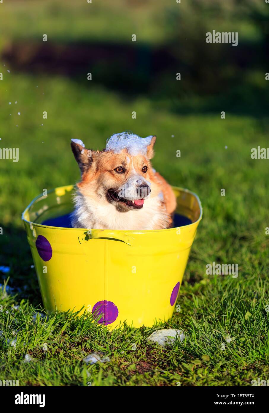 vertical portrait of a Corgi dog in a trough with soapy water on the ...