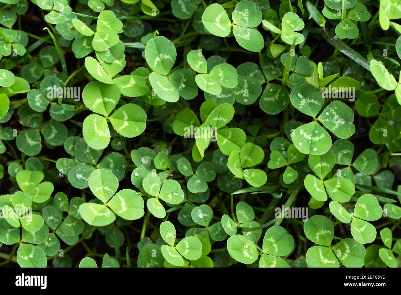Lawn weed problem hi-res stock photography and images - Alamy
