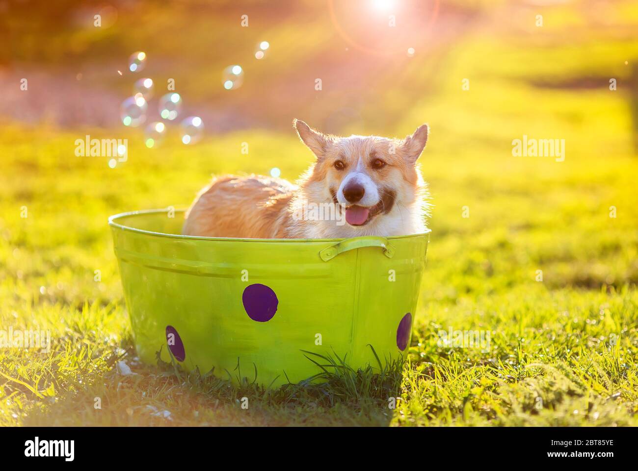 Do Corgis Like Water