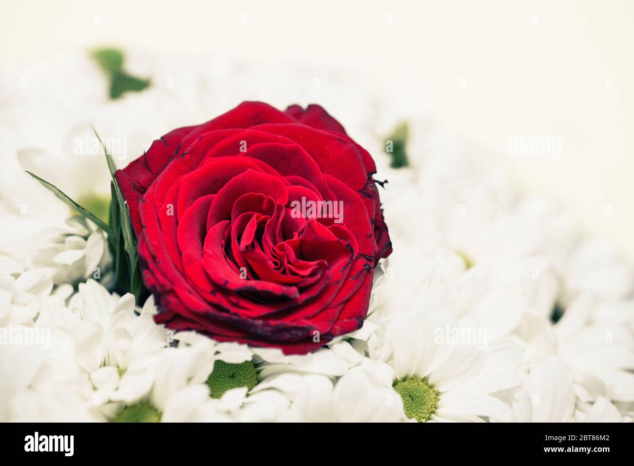 One red rose hi-res stock photography and images - Alamy