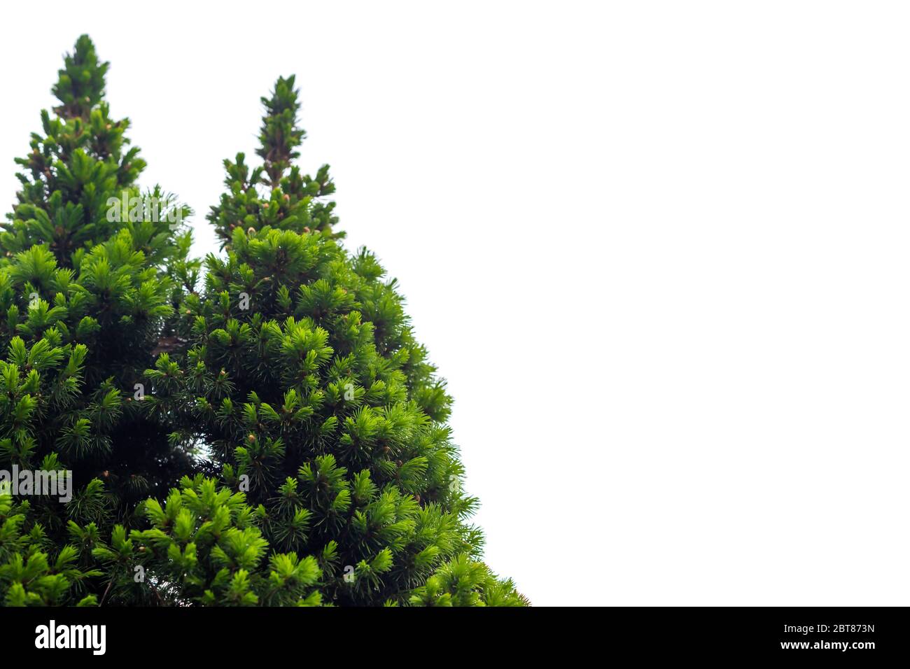 Fresh pine tree isolated in corner on white background. Selective focus ...