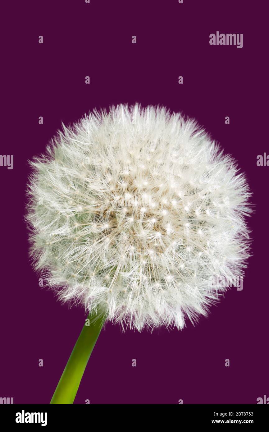 Fluffy dandelion isolated on dark purple background. Close-up view ...
