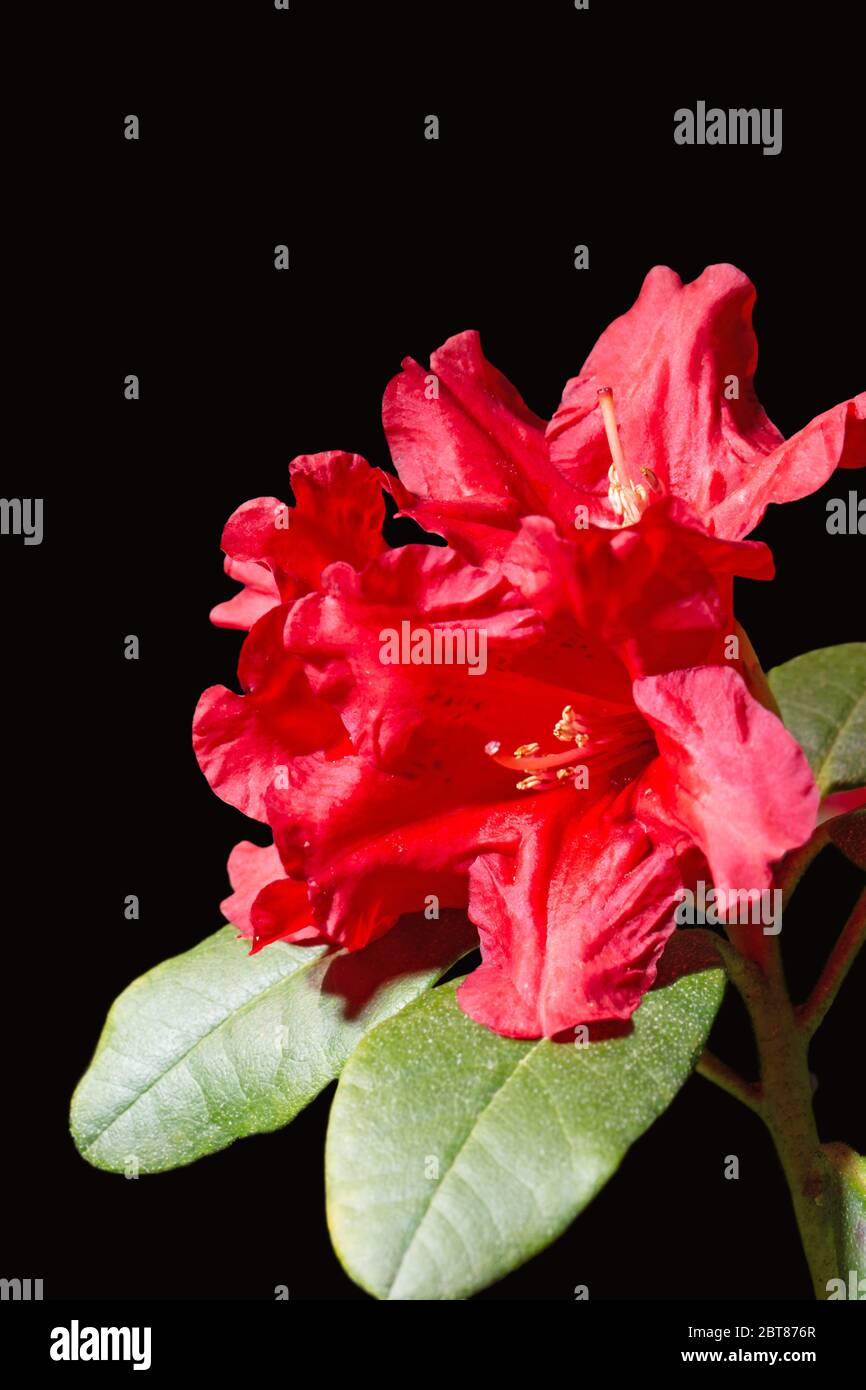 Crimson red rhododendron flower isolated on white background. Close-up ...