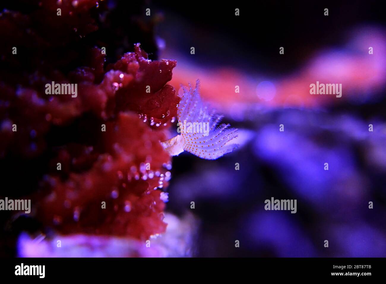 White tiny tube worm in macro scene in marine reef aquaium Stock Photo ...