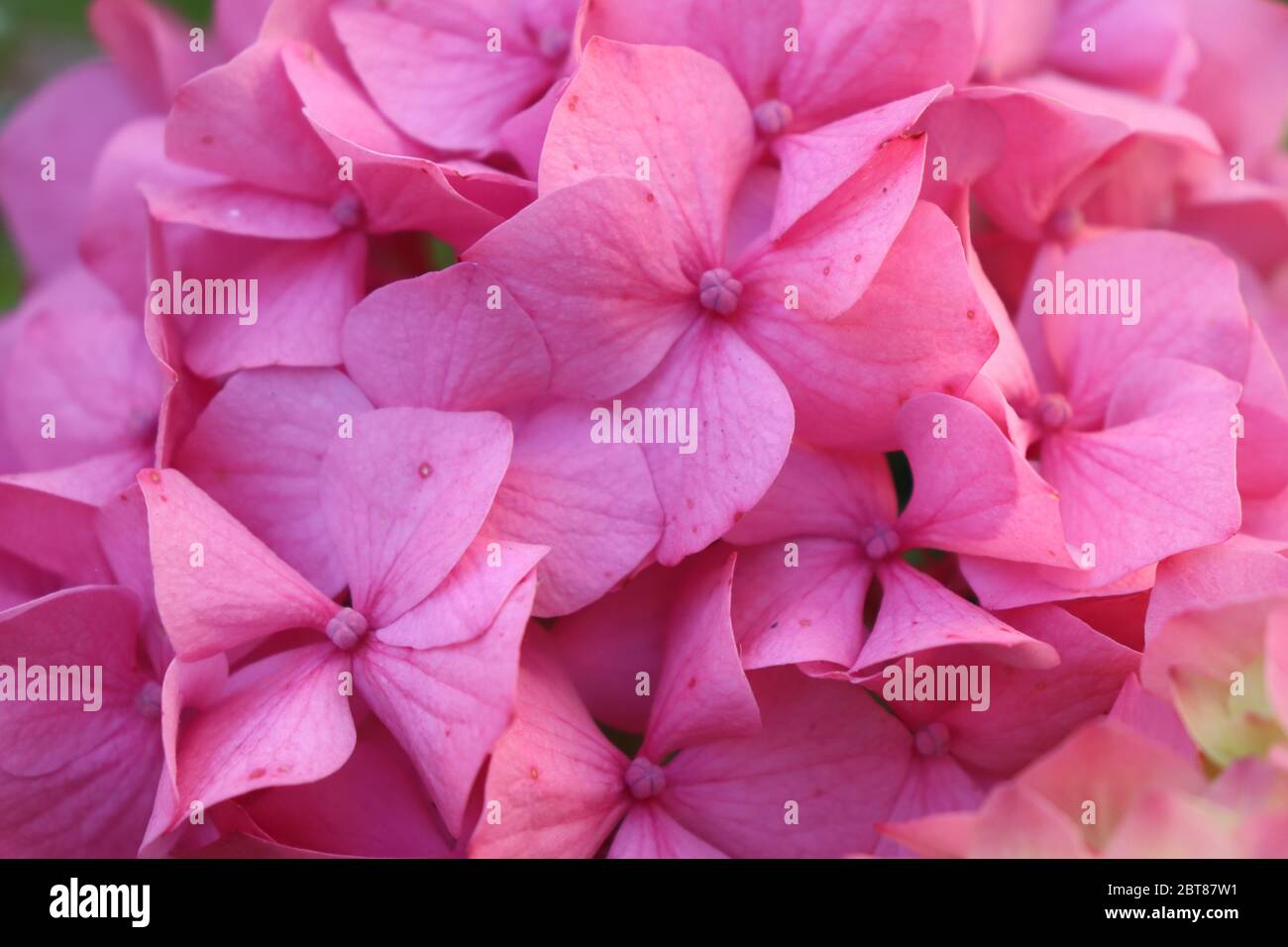 Hermosas plantas hi-res stock photography and images - Alamy