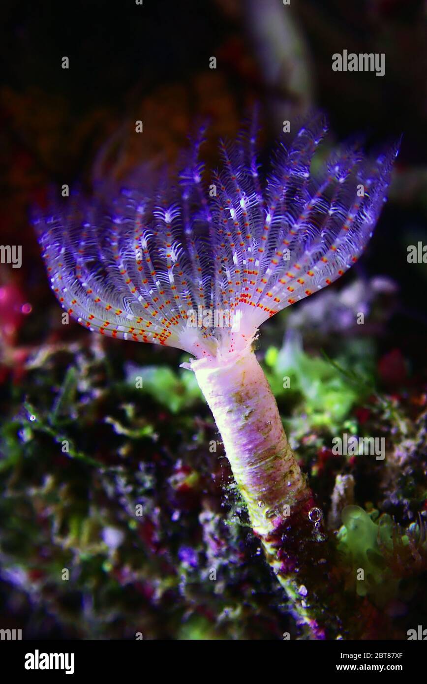 White tiny tube worm in macro scene in marine reef aquaium Stock Photo ...