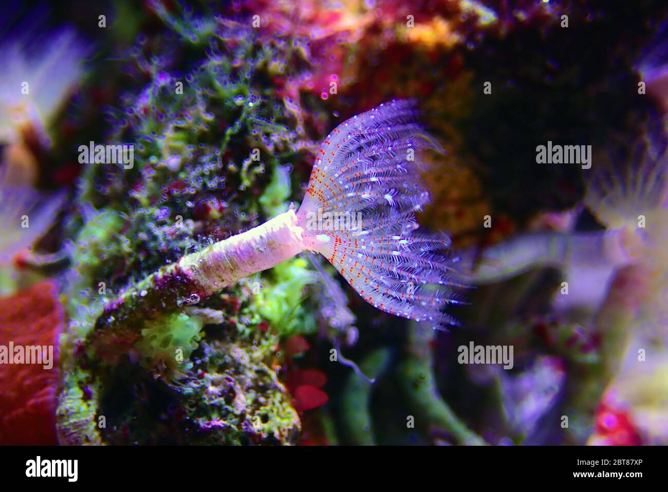 White tiny tube worm in macro scene in marine reef aquaium Stock Photo ...