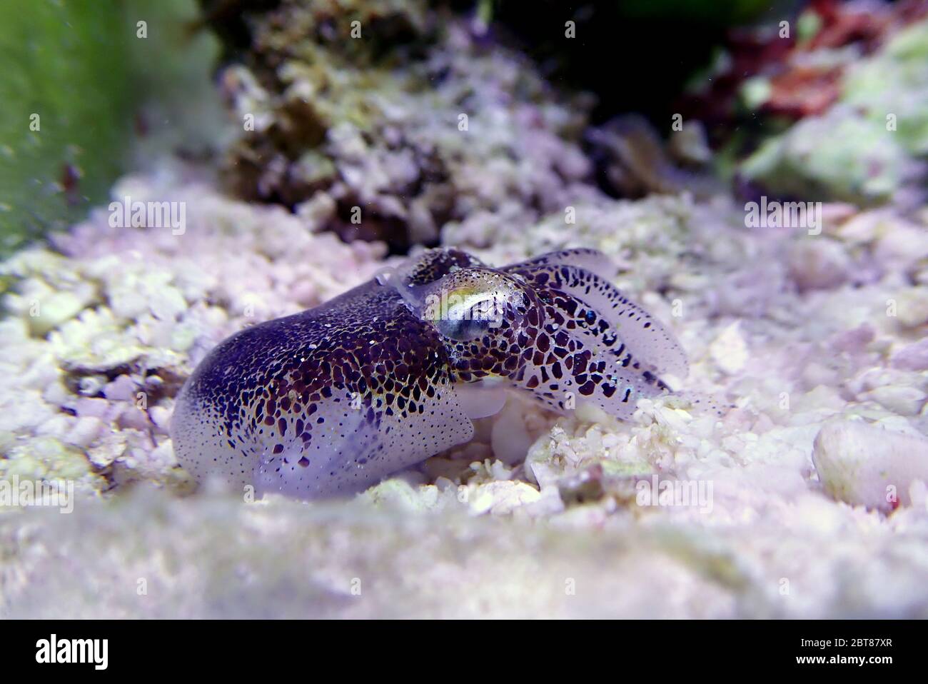 European aquarium hi-res stock photography and images - Alamy