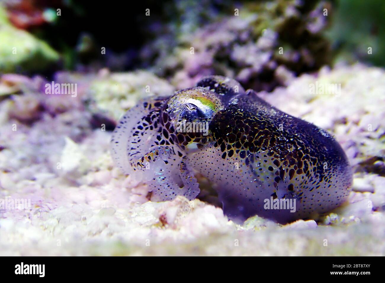 Aquarium cuttlefish hi-res stock photography and images - Alamy