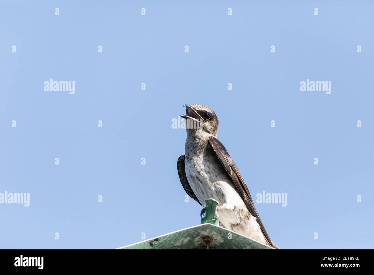 Female Purple martin birds Progne subis perch around a birdhouse in ...