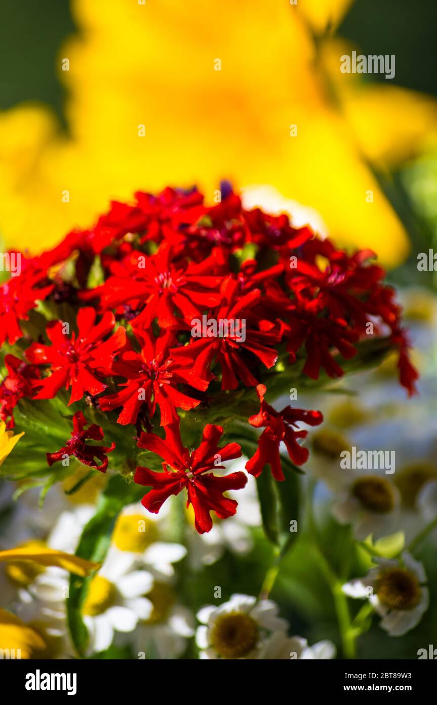 a bouquet of bright spring flowers of various types Stock Photo - Alamy