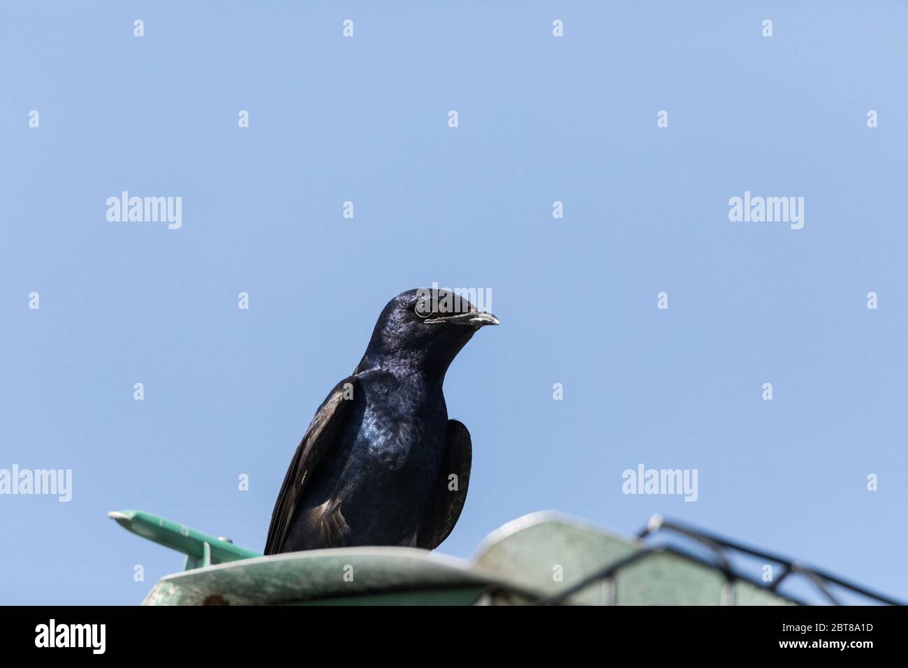 Purple martin birds Progne subis perch around a birdhouse in Marco ...
