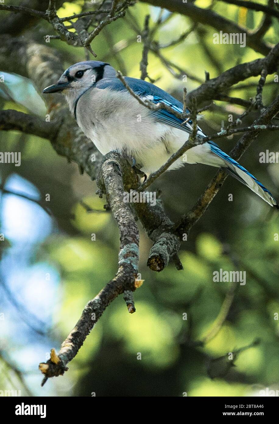 High in the tree hi-res stock photography and images - Alamy