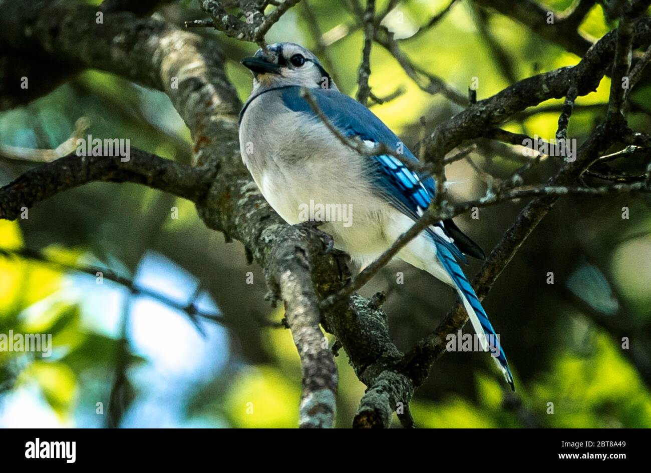 A bird in the treetop Stock Photo - Alamy