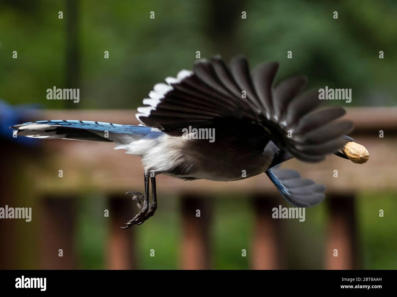 Level wings hi-res stock photography and images - Alamy