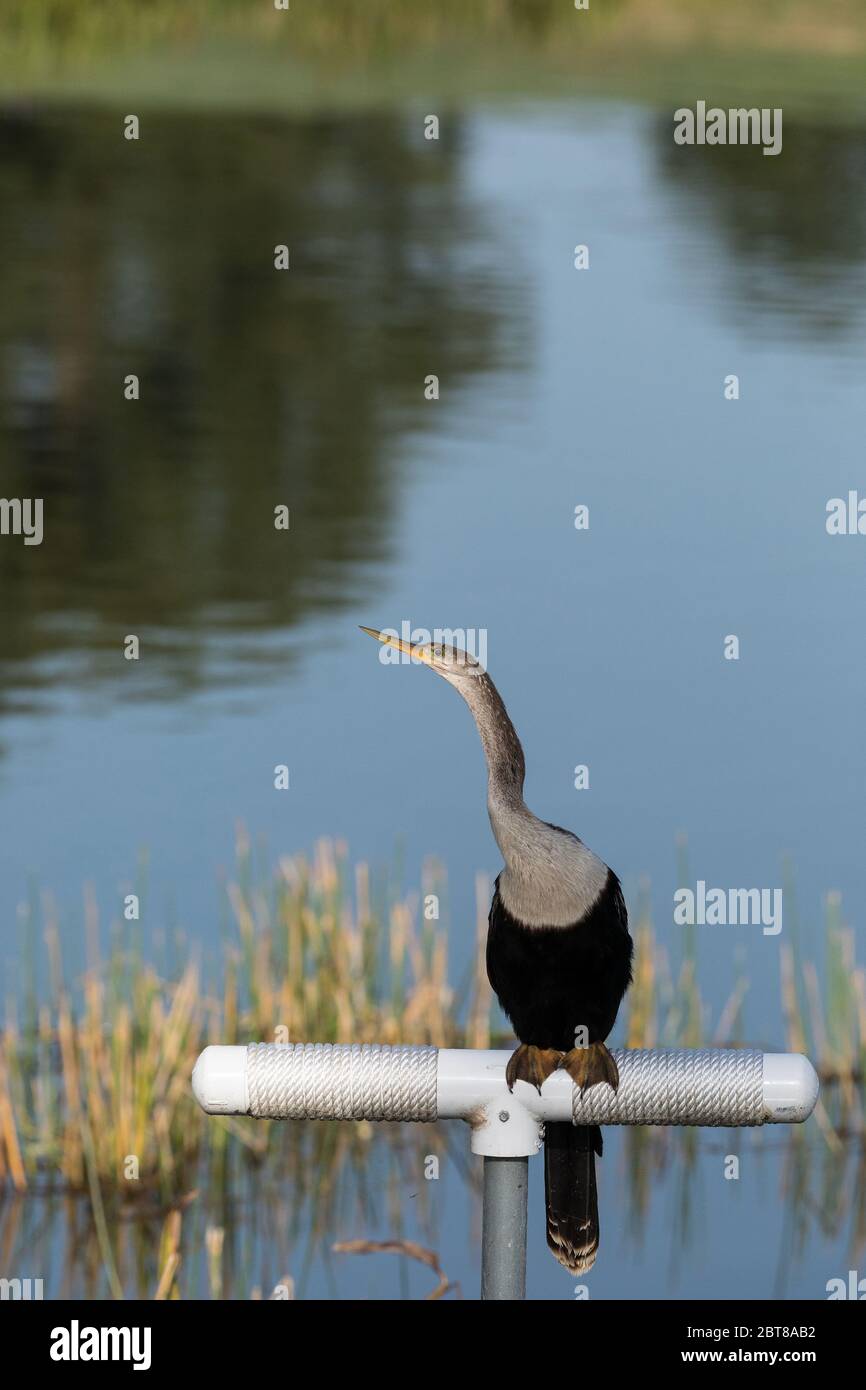 Brown female Anhinga anhinga dries perches on a post in Sarasota ...