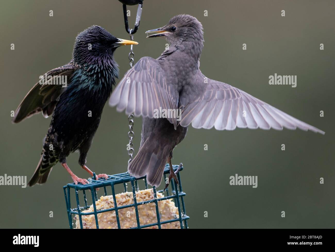 Wings flapping away hi-res stock photography and images - Alamy