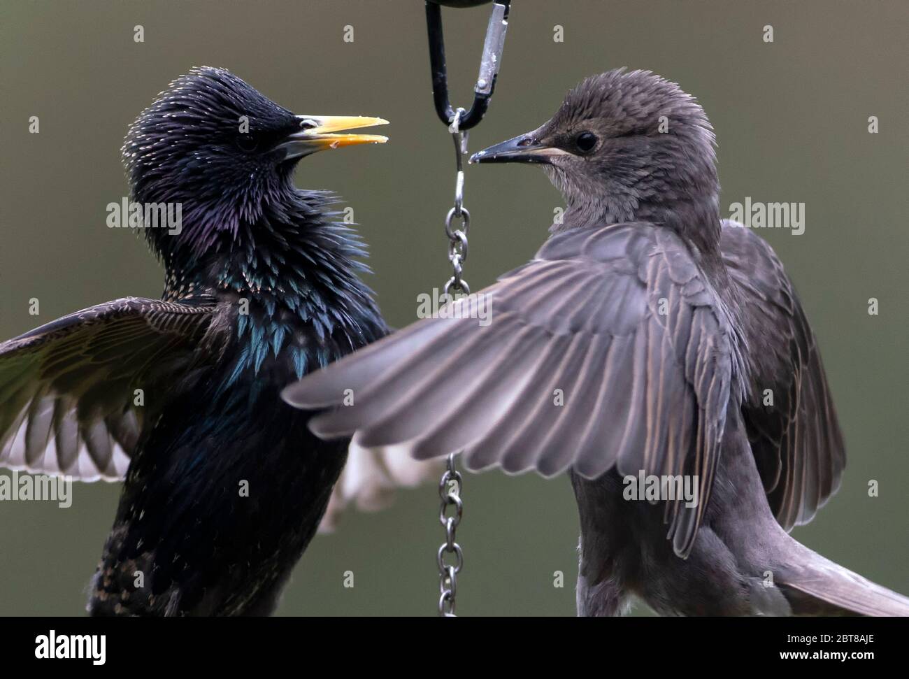 Young starlings hi-res stock photography and images - Alamy